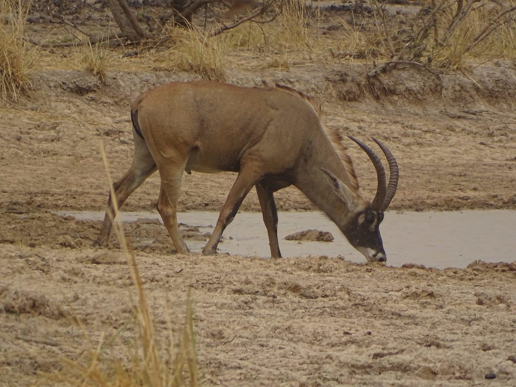 Western Roan Antelope from Tanguiéta, Benin on March 14, 2020 at 11:52 ...