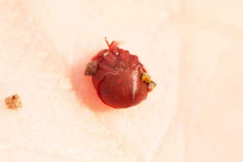 Hydrachna geographica · iNaturalist