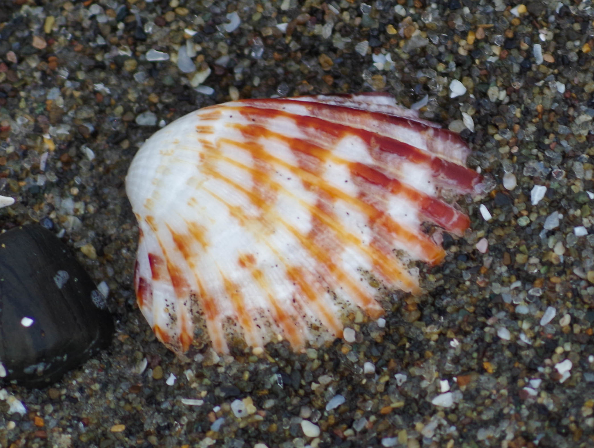 Cardites laticostatus (G.B.Sowerby I, 1833)