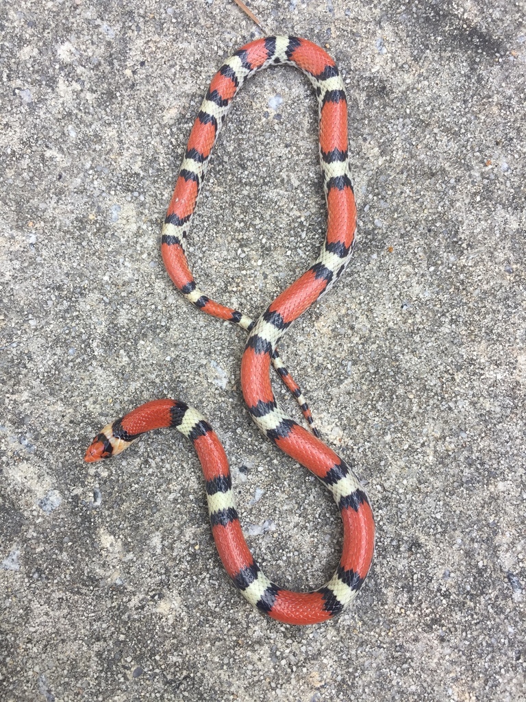 Northern Scarletsnake in September 2017 by Houston Chandler · iNaturalist