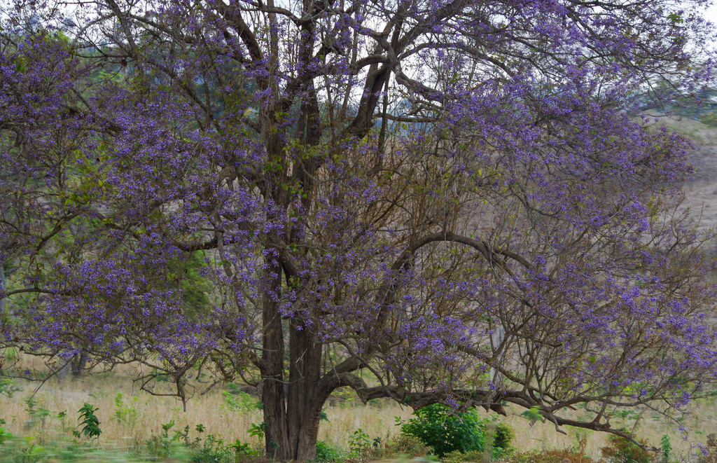 (Vitex gigantea) - Botanical Realm