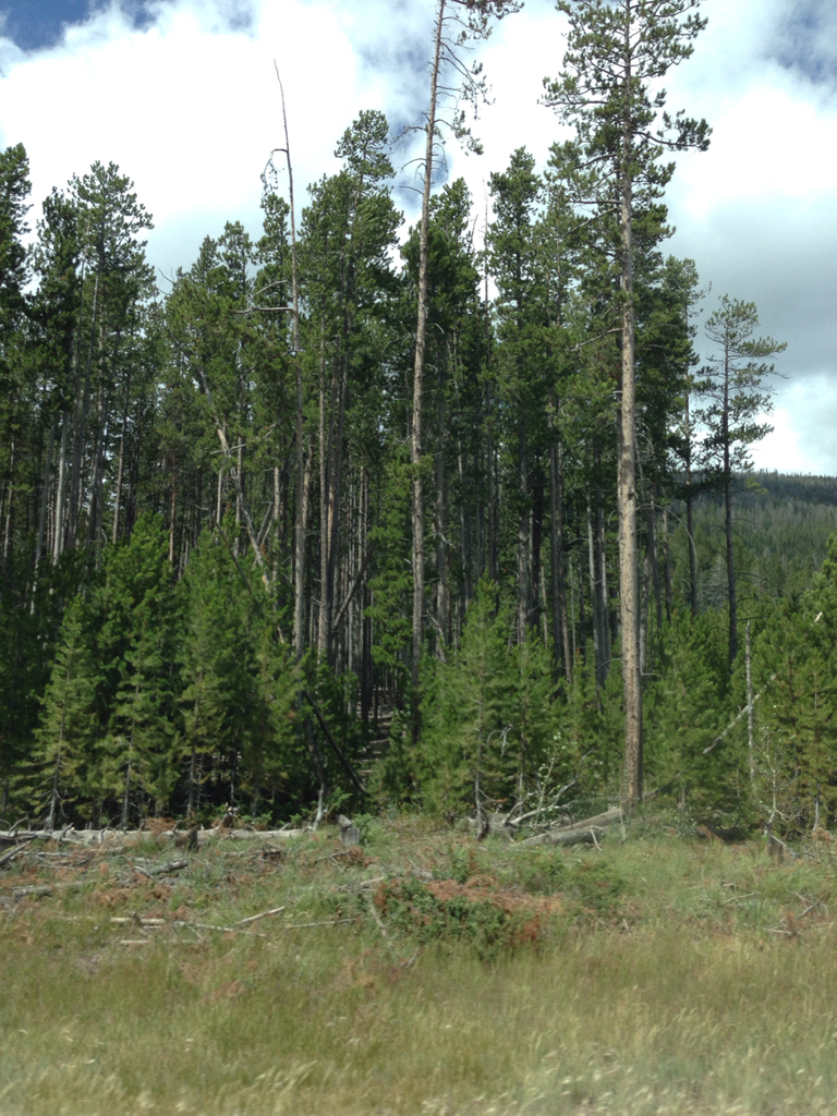 lodgepole pine from Ashley National Forest, Dutch John, UT, US on ...