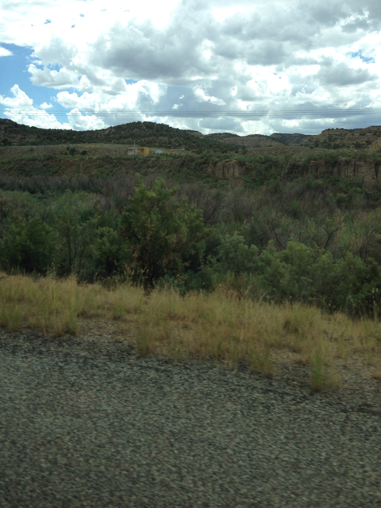 saltcedar from Rio Blanco County, US-CO, US on August 5, 2014 at 02:38 ...