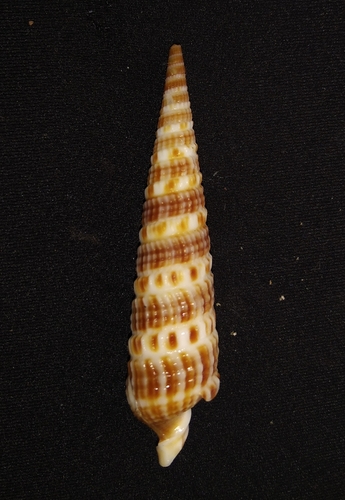 Neoterebra aspera · iNaturalist