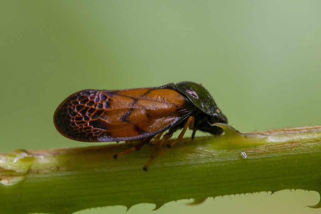 Leptataspis scabra from Fraser's Hill, Pahang, Malaysia on July 03 ...