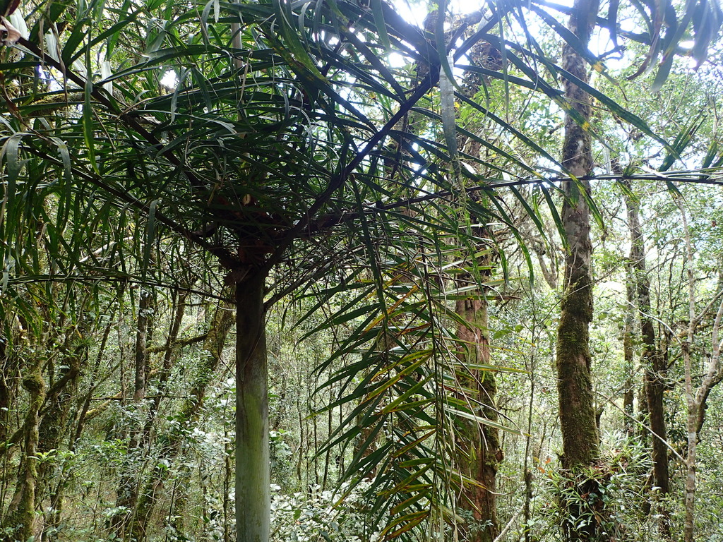Dypsis rivularis in October 2017 by bat (Maria Vorontsova). PA100409 ...