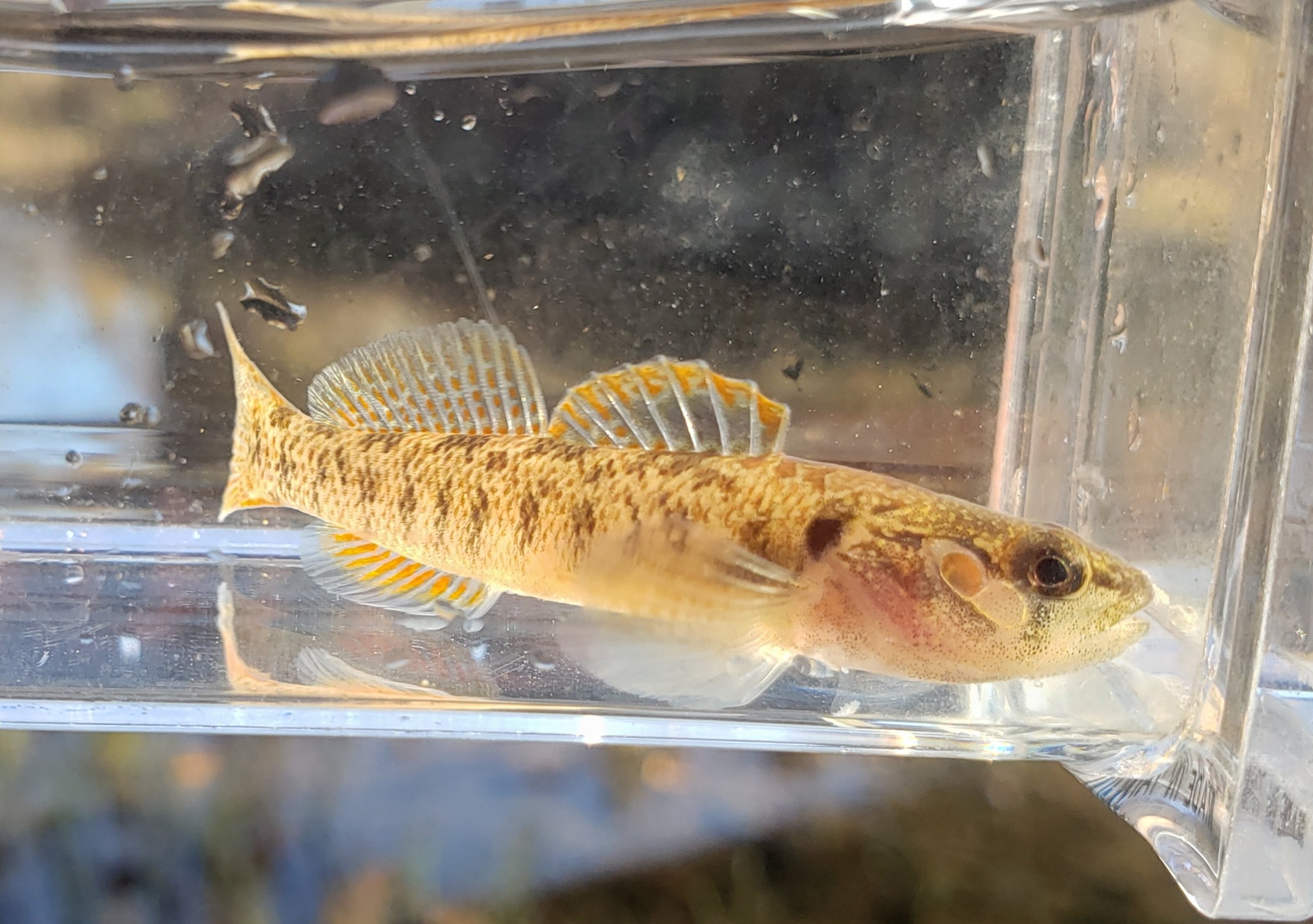 Etheostoma smithi Page & Braasch, 1976