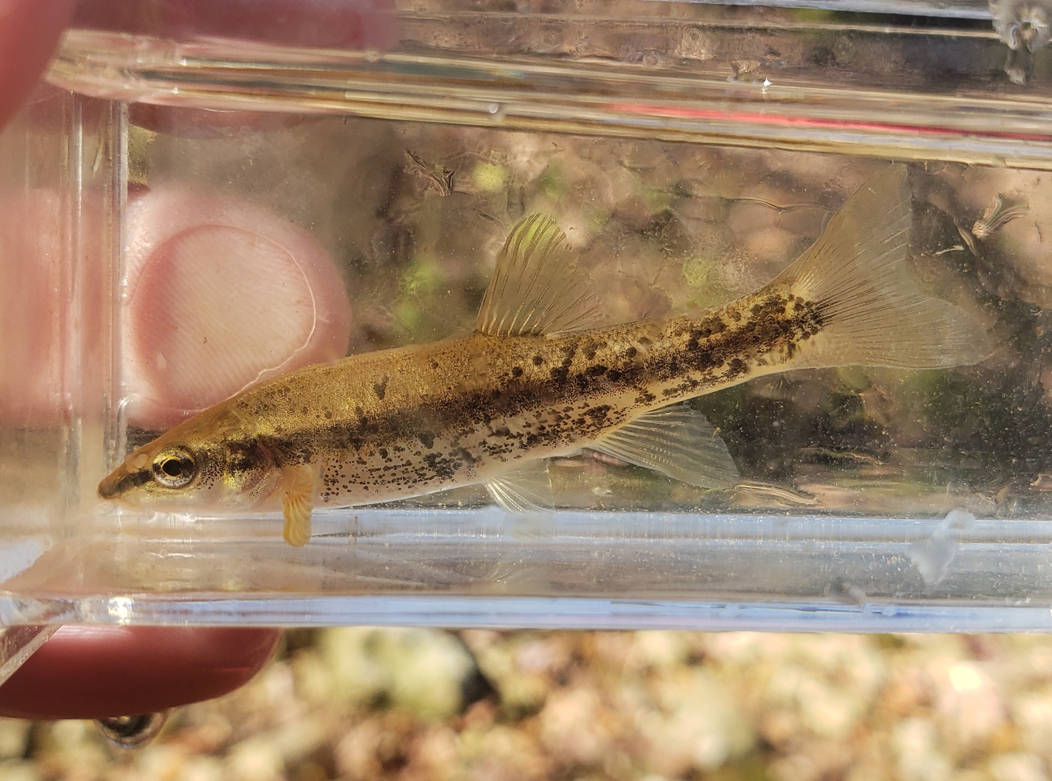 Western Blacknose Dace Scientific Name