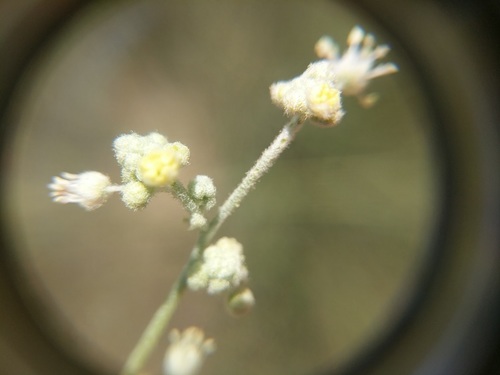 Texas Croton (Plants of John Martin Reservoir State Park) · iNaturalist
