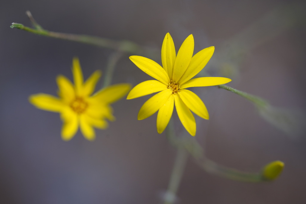Slender Scratch Daisy from Bastrop County, TX, USA on November 5, 2020 ...
