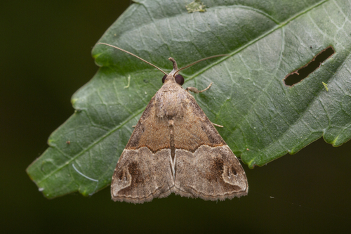 Dichromia cognata · iNaturalist United Kingdom