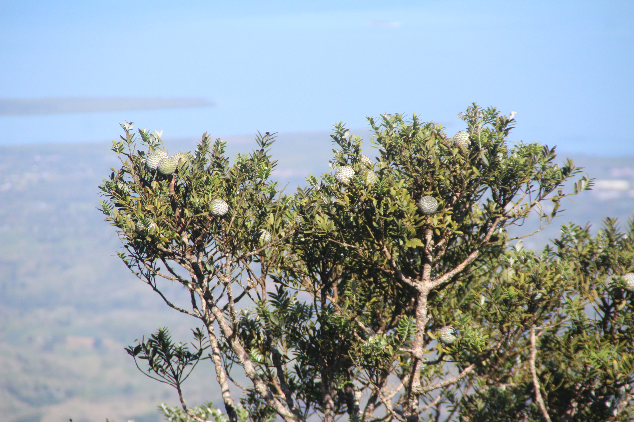 Agathis macrophylla (Lindl.) Mast.