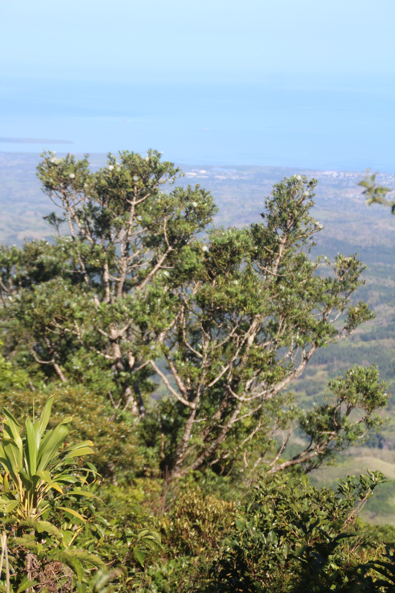 Agathis macrophylla (Lindl.) Mast.