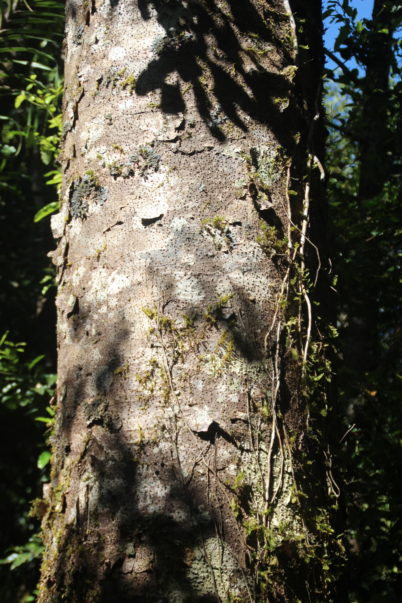 Agathis macrophylla (Lindl.) Mast.