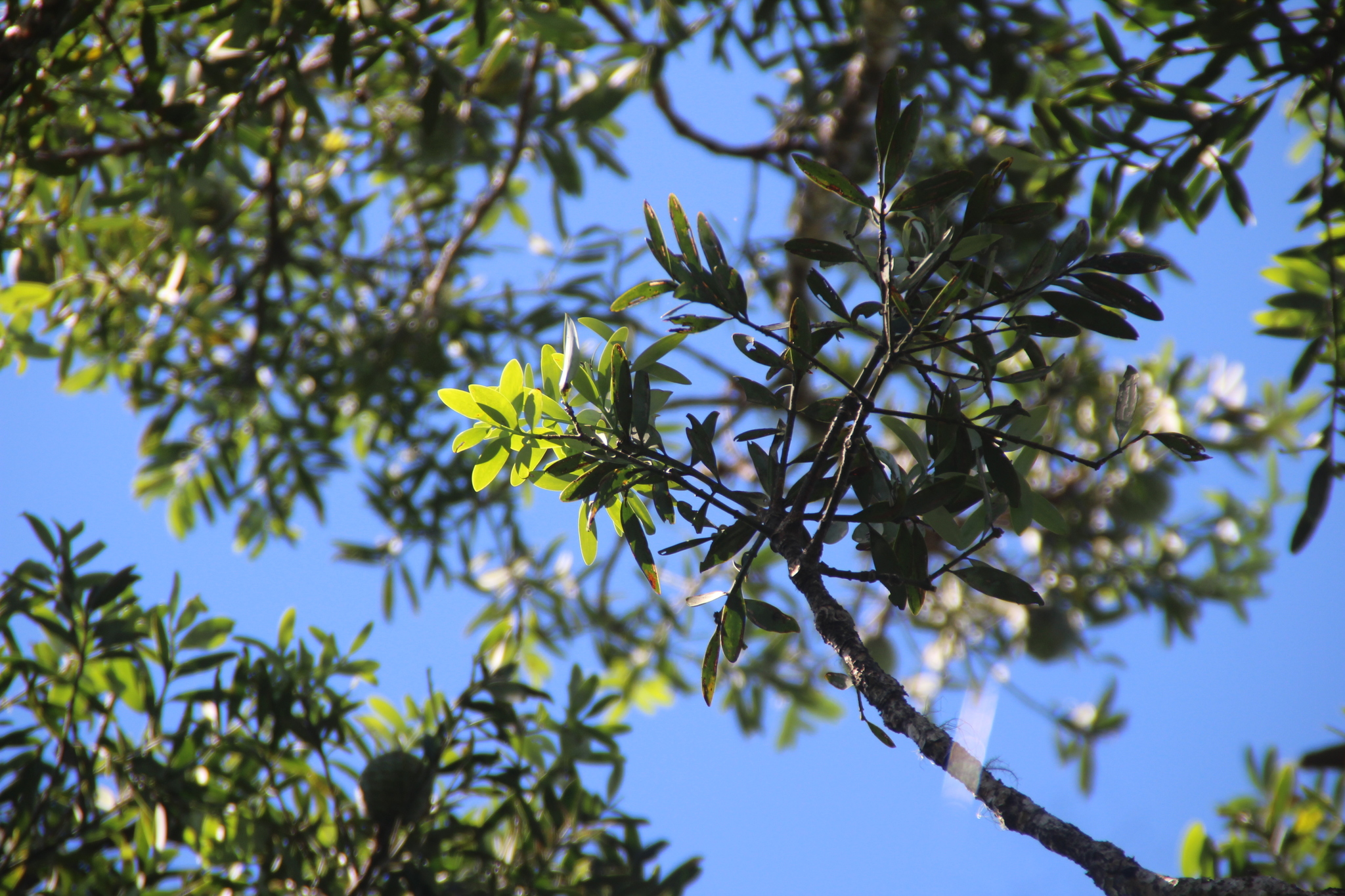 Agathis macrophylla (Lindl.) Mast.