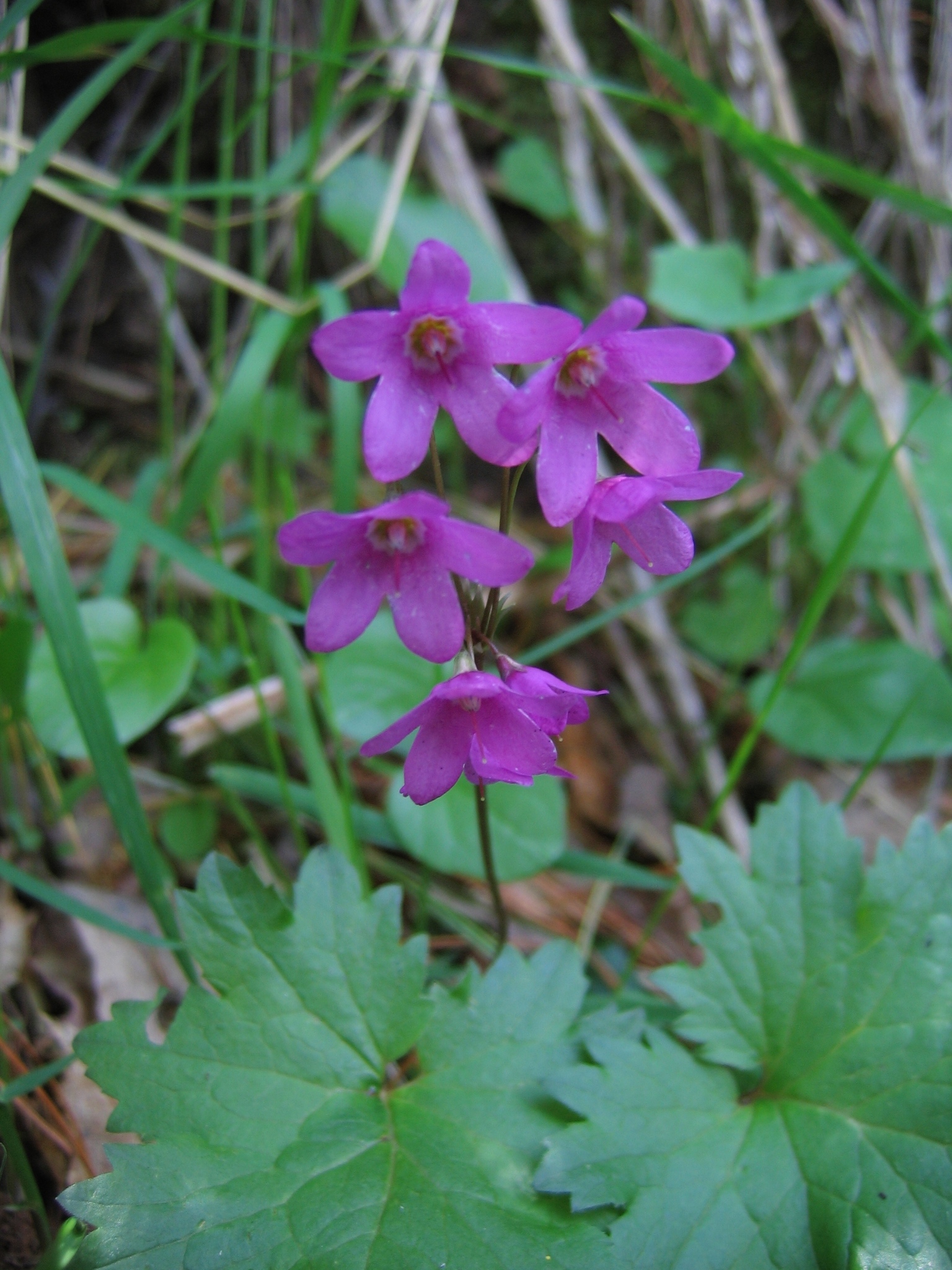 Primula matthioli subsp. altaica (Losinsk.) Kovt.