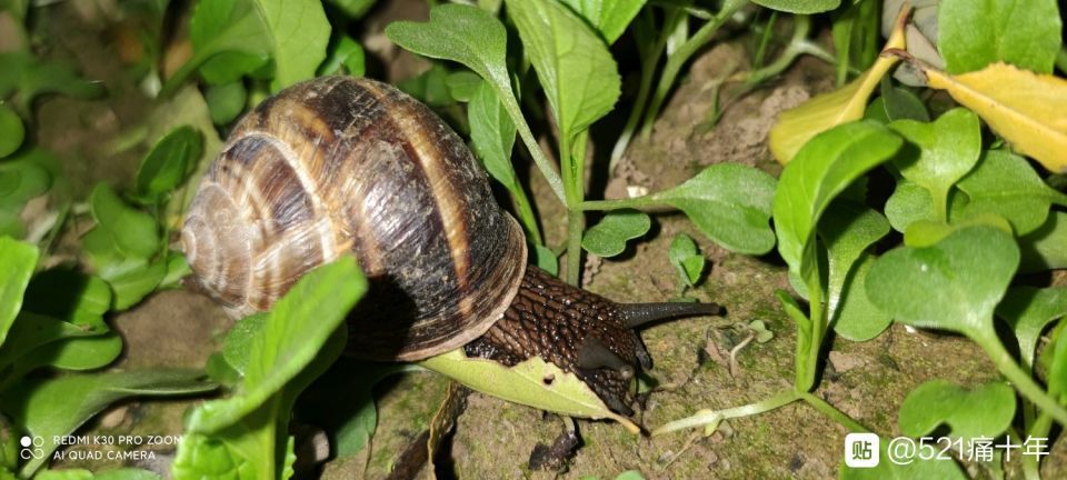 Turkish Snail from 中国河南省周口市 on November 7, 2020 at 04:27 PM by Kevin ...