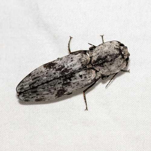 Cryptalaus murinus · iNaturalist