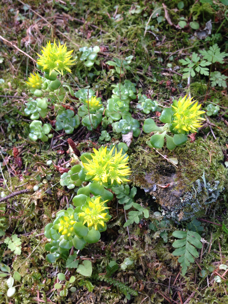 Oregon Stonecrop (Sedum oreganum) - Botanical Realm