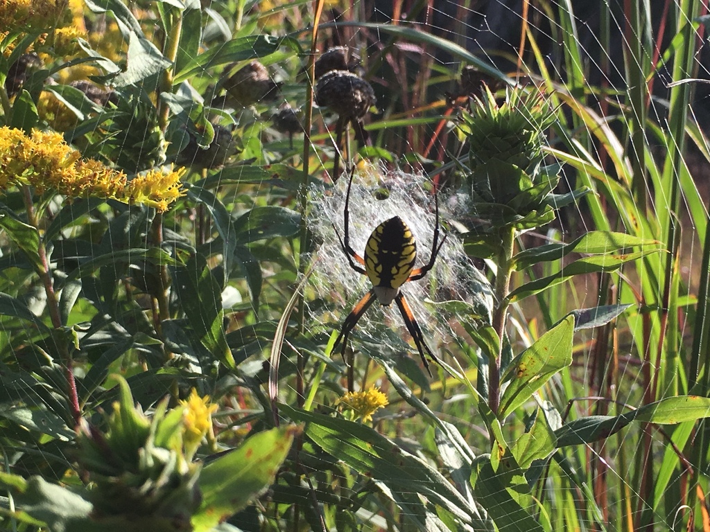 Yellow Garden Spider from N3725 McGrath Ln, Frankfort, WI, US on ...