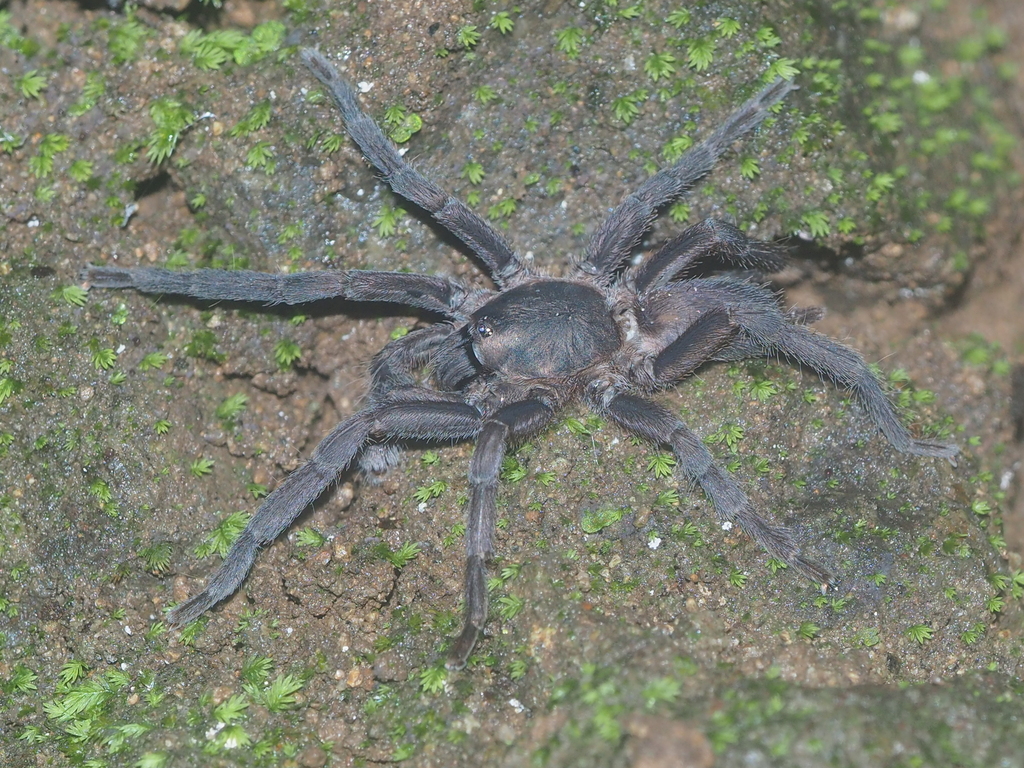 Asia-Pacific Tarantulas from Kulon Progo Regency, Special Region of ...
