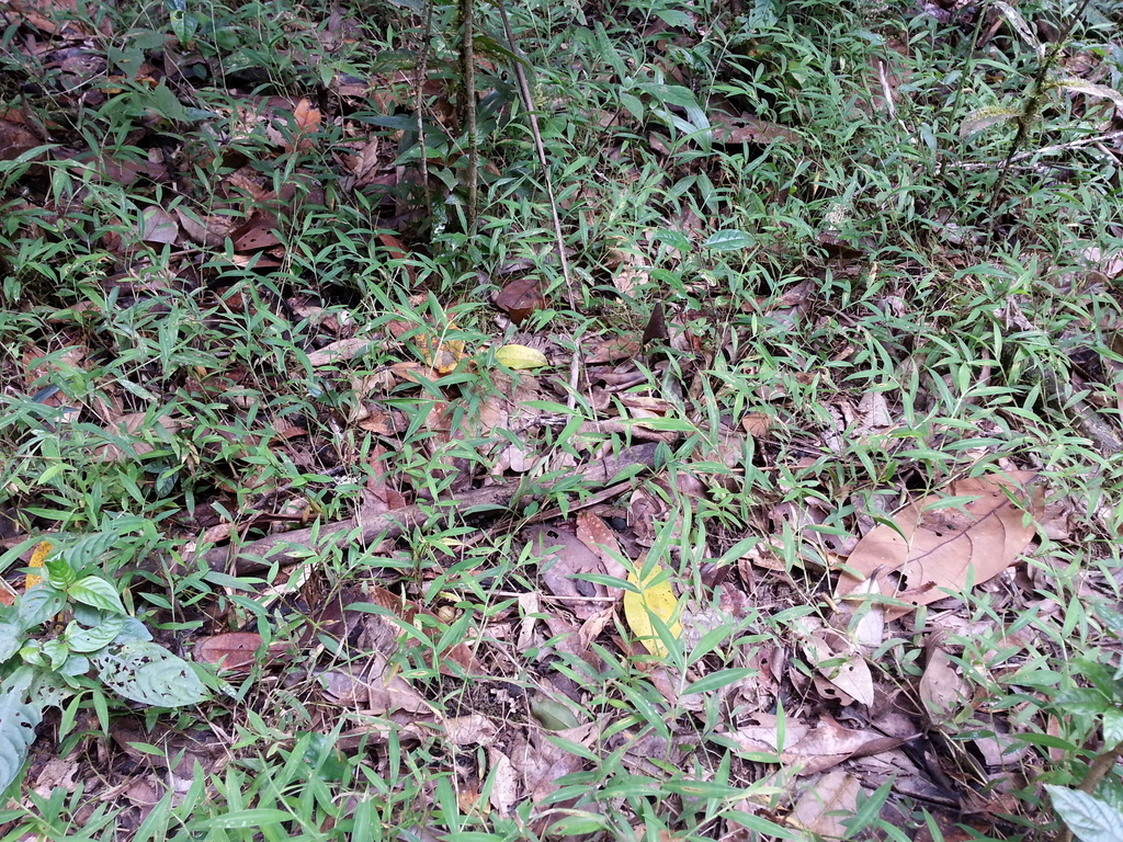 Melinidinae (Signalgrasses (Genus Urochloa and Genus Brachiaria ...