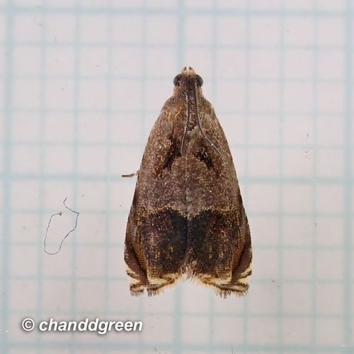 Andrioplecta shoreae · iNaturalist United Kingdom