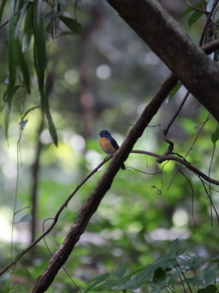 Javan Blue Flycatcher in November 2020 by Adam Ardian Rahman · iNaturalist