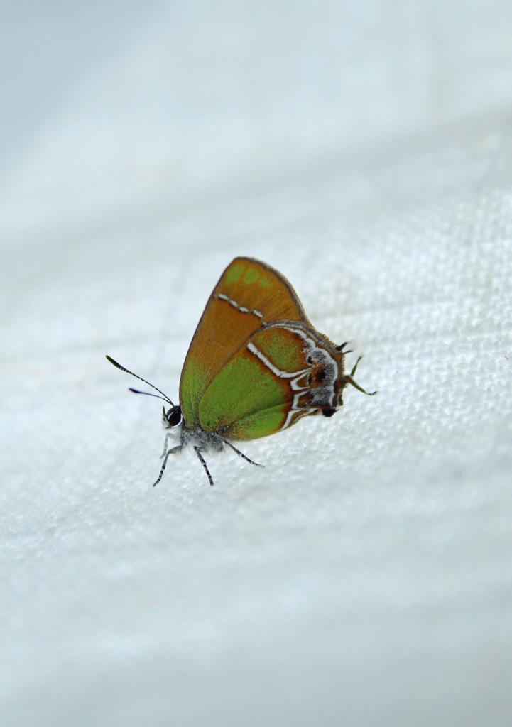 Xami Hairstreak from Distrito Federal, MX on November 07, 2020 at 10:52 ...