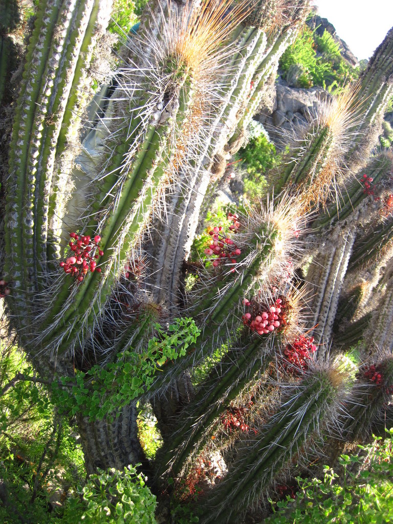 Chilean cactus mistletoe from Elqui, Región de Coquimbo, Chile on ...