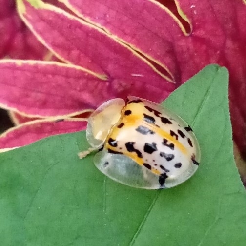Asian Spotted Tortoise Beetle from Borbon, Agusan del Sur, Philippines ...