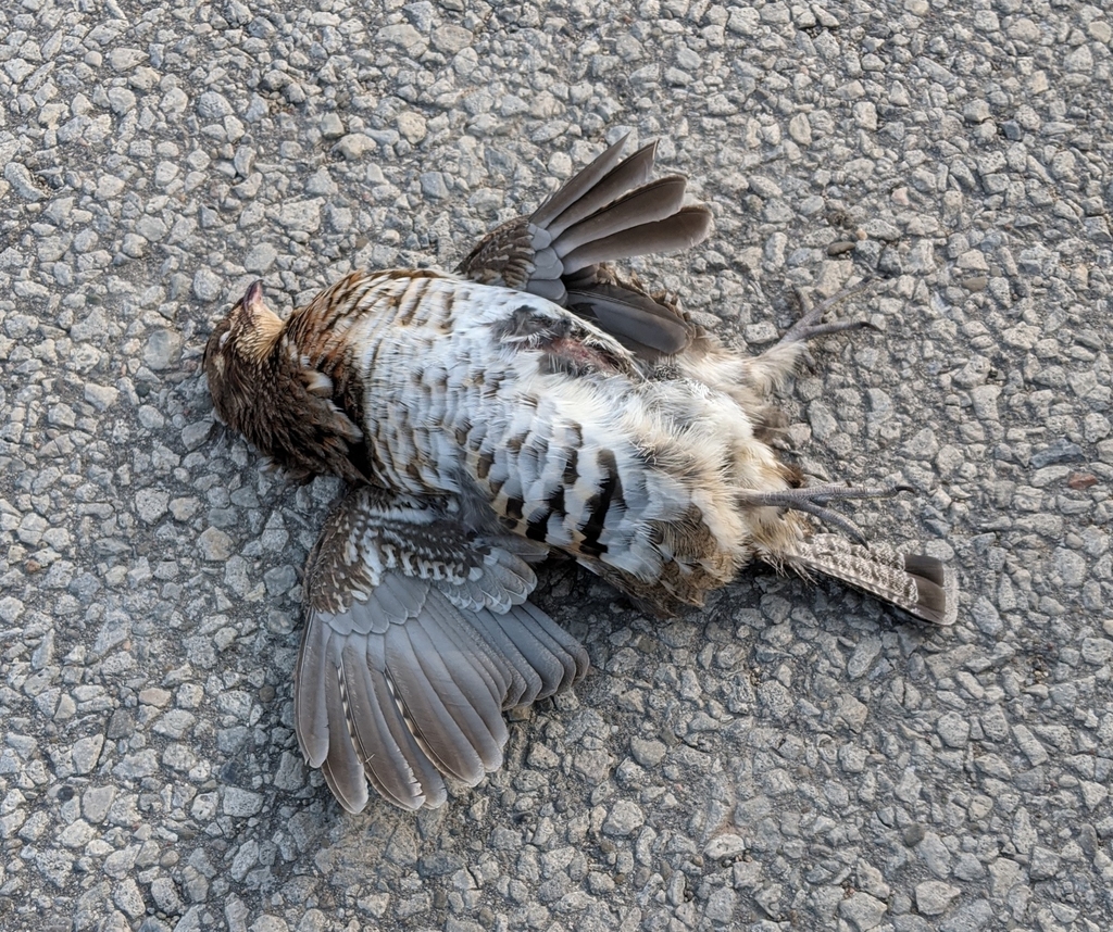 Ruffed Grouse from Loretto, ON L0G 1L0, Canada on November 7, 2020 at ...