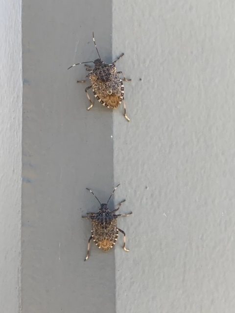 Brown Marmorated Stink Bug from Federal Way, WA, USA on October 31 ...