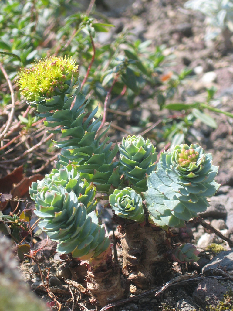 Roseroot (Rhodiola rosea) - Botanical Realm