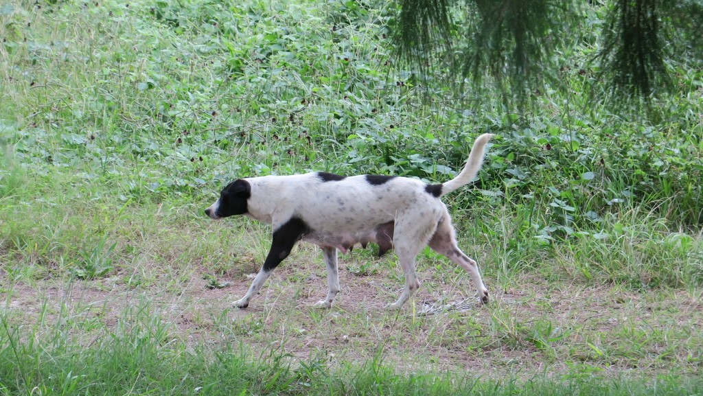 Domestic Dog from Nuku'alofa, Tonga on September 7, 2017 at 07:49 AM by ...