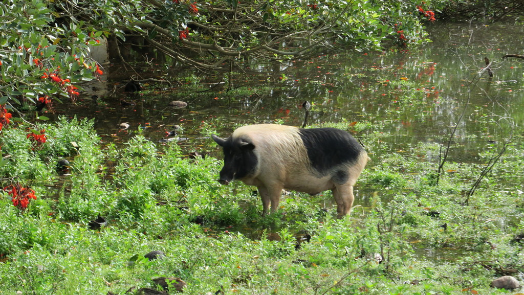 Domestic Pig from Nuku'alofa, Tonga on September 04, 2017 at 03:00 PM ...