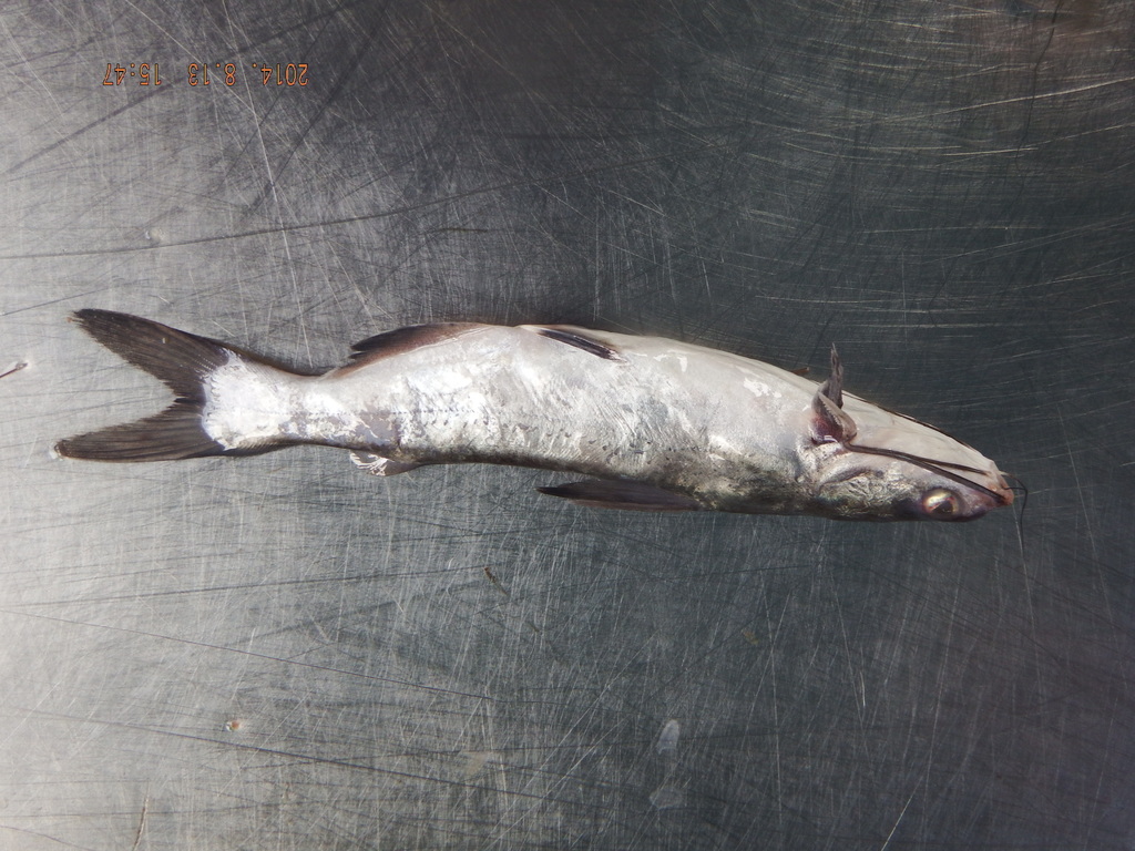 (Cathorops multiradiatus) - Marine Life Identification