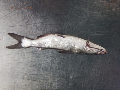 Cathorops multiradiatus · iNaturalist Mexico