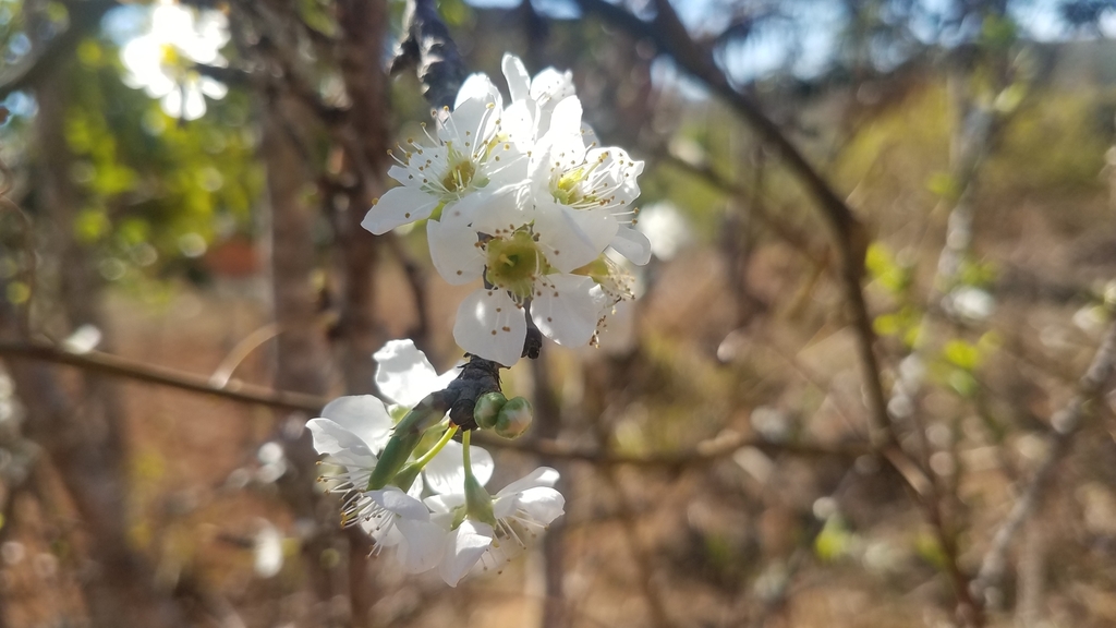Chinese sour cherry (Prunus pseudocerasus) - Botanical Realm