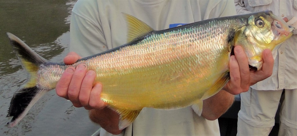 Sardinon (Peces de Trinidad) · iNaturalist