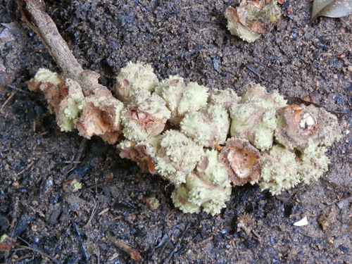Castanopsis inermis · iNaturalist Mexico