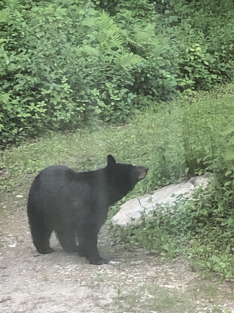American Black Bear from Gunther St, North Adams, MA, US on June 9 ...