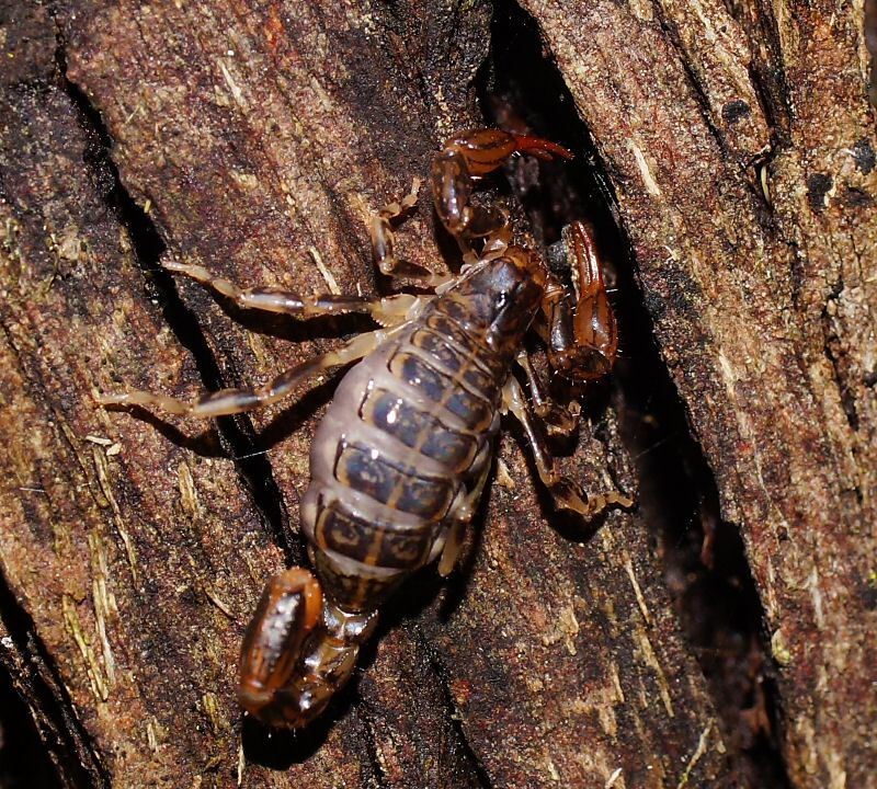 Forest Scorpion (Arachnids of Casey, VIC, AU) · iNaturalist