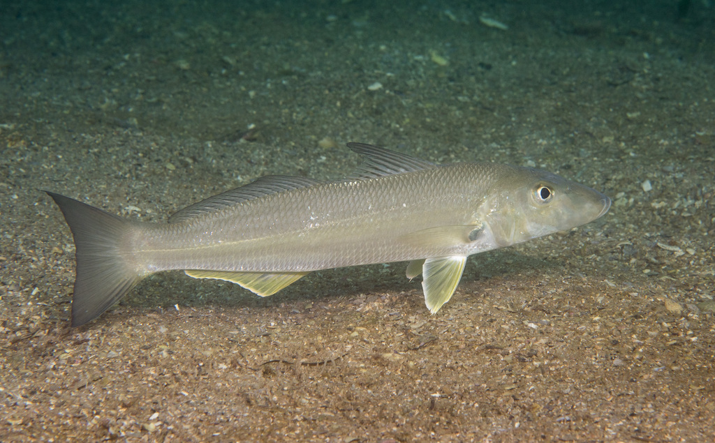 Sand Whiting (Fishes of Cabbage Tree Bay Aquatic Reserve, Sydney ...