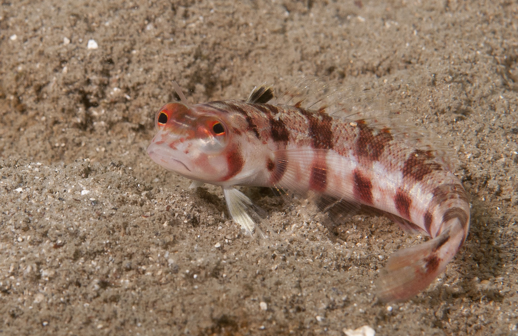(Parapercis) - Marine Life Identification