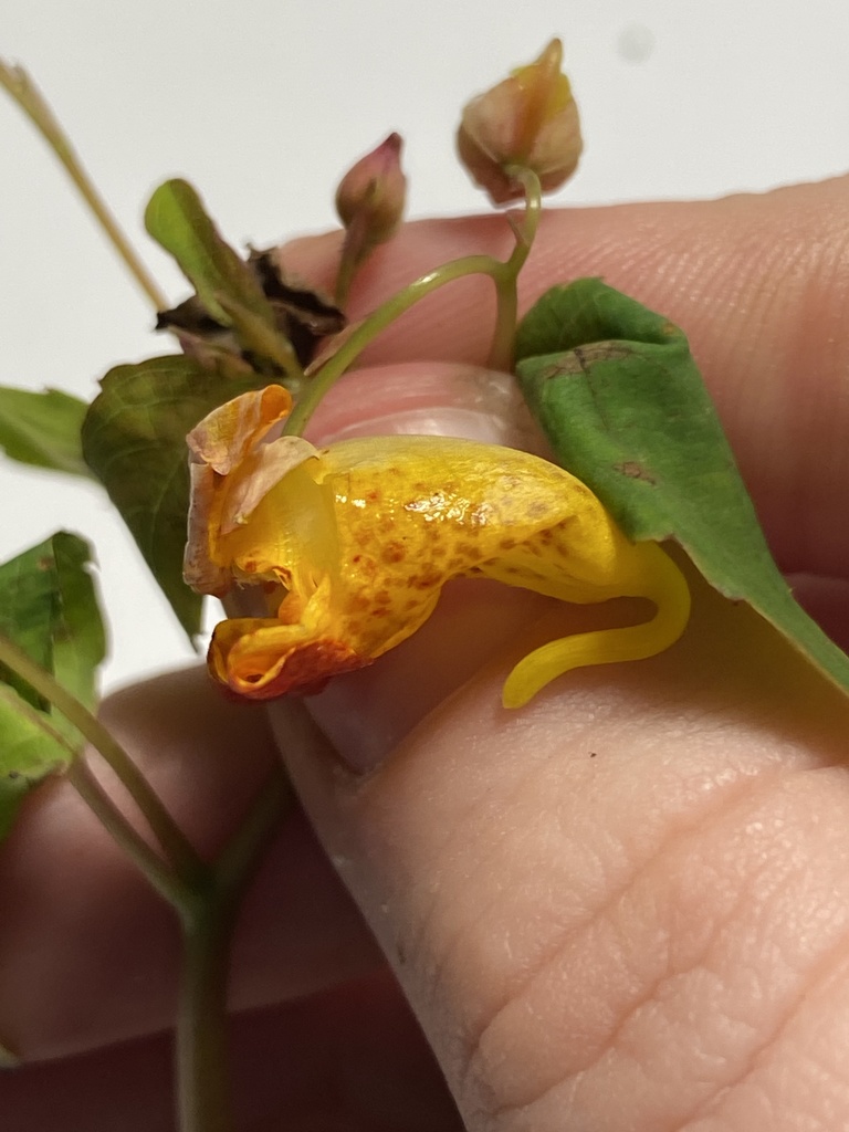 common jewelweed from Vista Creek Ln, Rockville, MD, US on November 7 ...