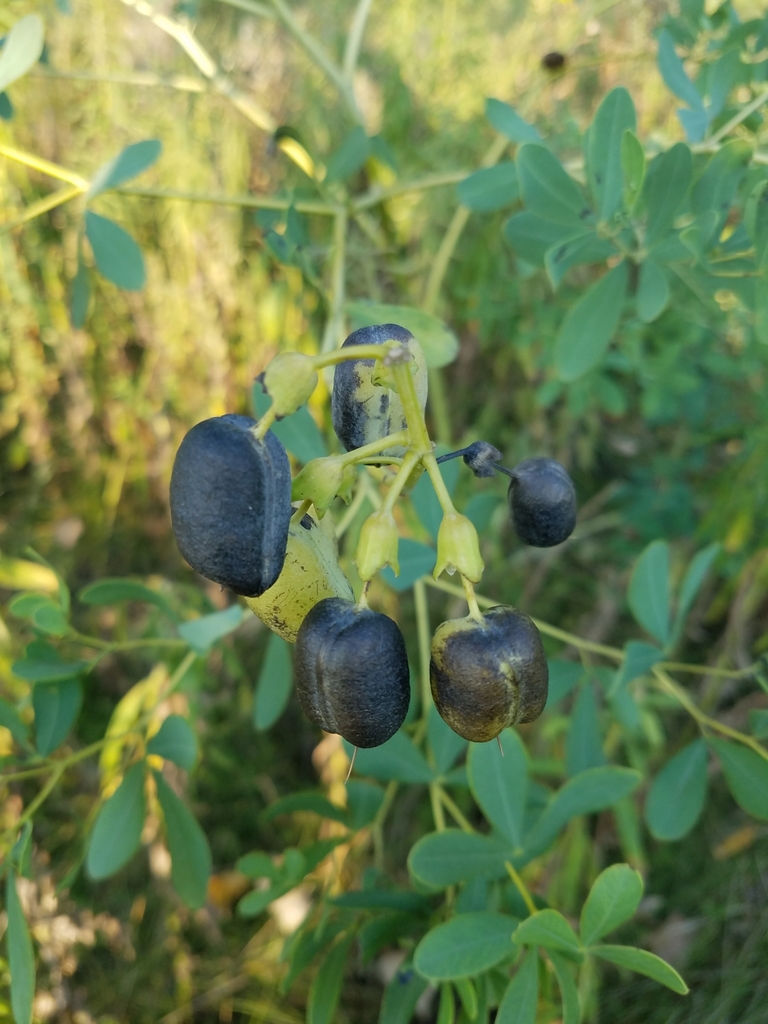 white wild indigo from 11800 S Torrence Ave, Chicago, IL 60617, USA on ...