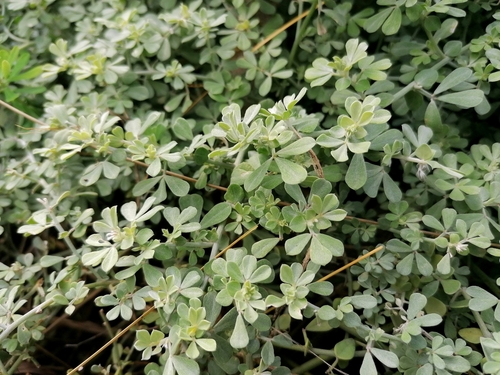 Lotus azoricus · iNaturalist