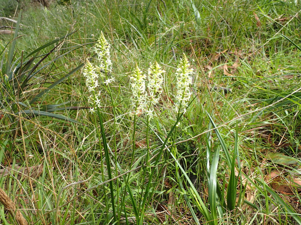 Bushy Candles (Stackhousia aspericocca) - Botanical Realm