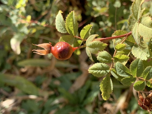 California Wild Rose (Arastradero Preserve Late Summer ) · iNaturalist